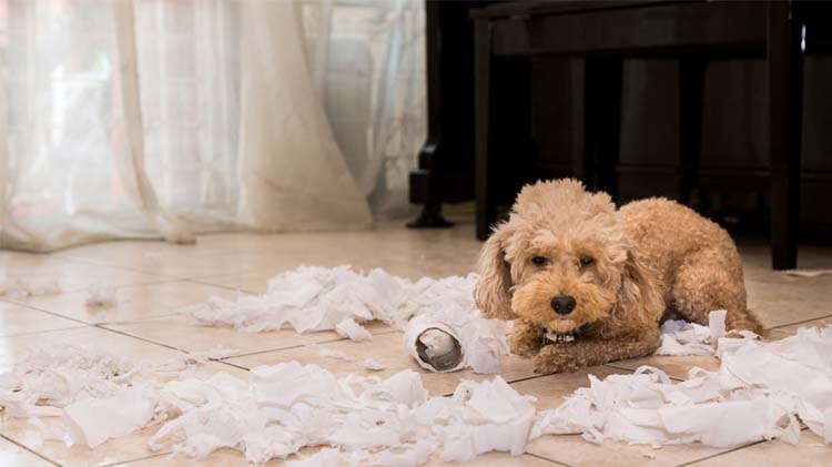 Collection of Pet Articles - State Farm®